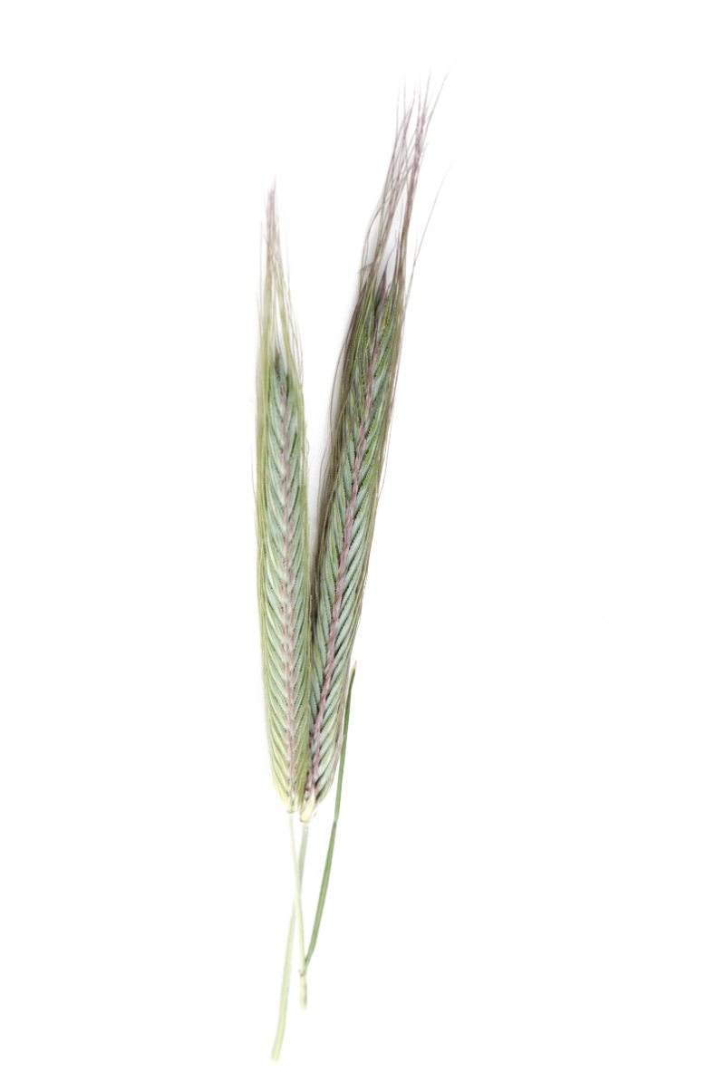 Les variétés de seigle - Deleplanque